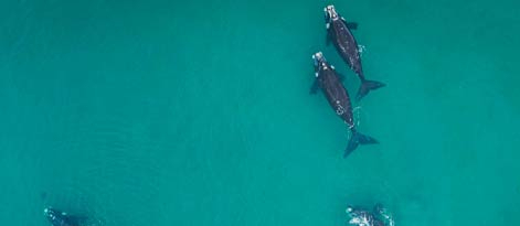 Hope Spots Illuminated: Leveraging Data to Protect our Ocean ...