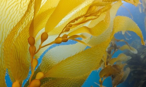 Kelp Protections - ProtectedSeas Navigator